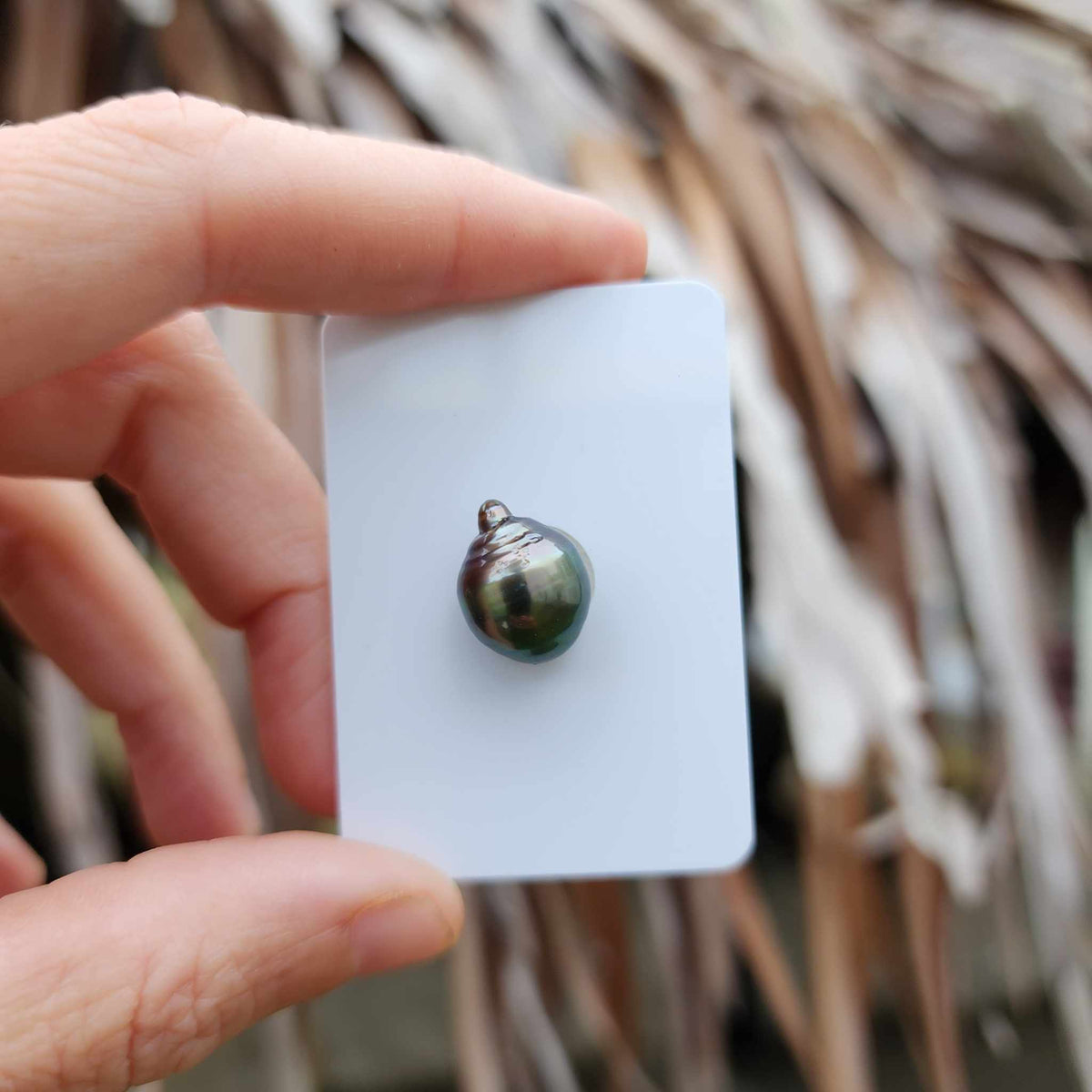 Civa Fiji Loose Saltwater Pearl - FJD$