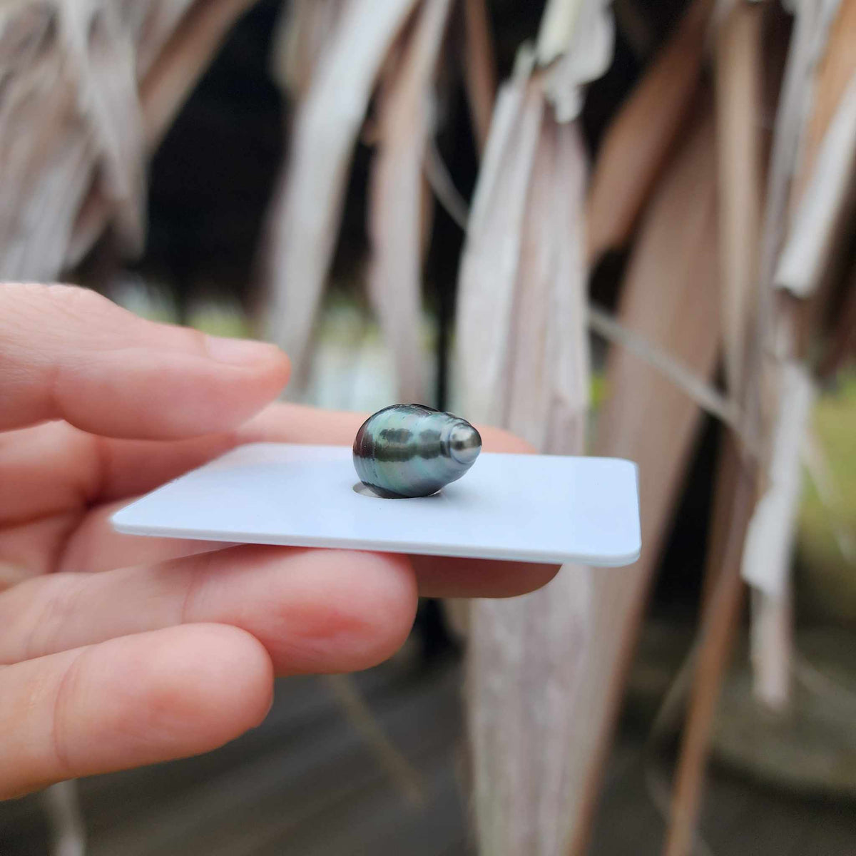 Civa Fiji Loose Saltwater Pearl - FJD$