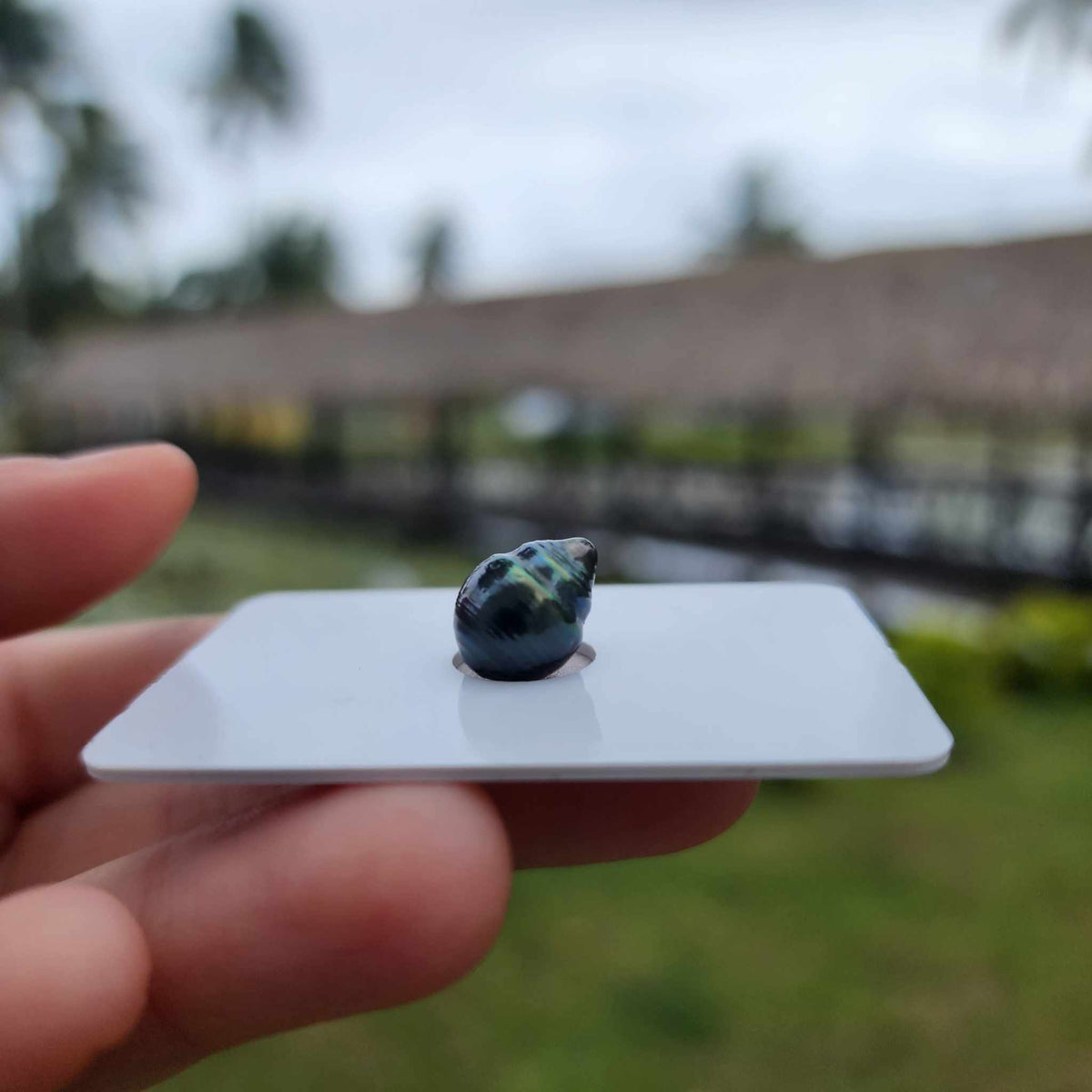 Civa Fiji Loose Saltwater Pearl - FJD$